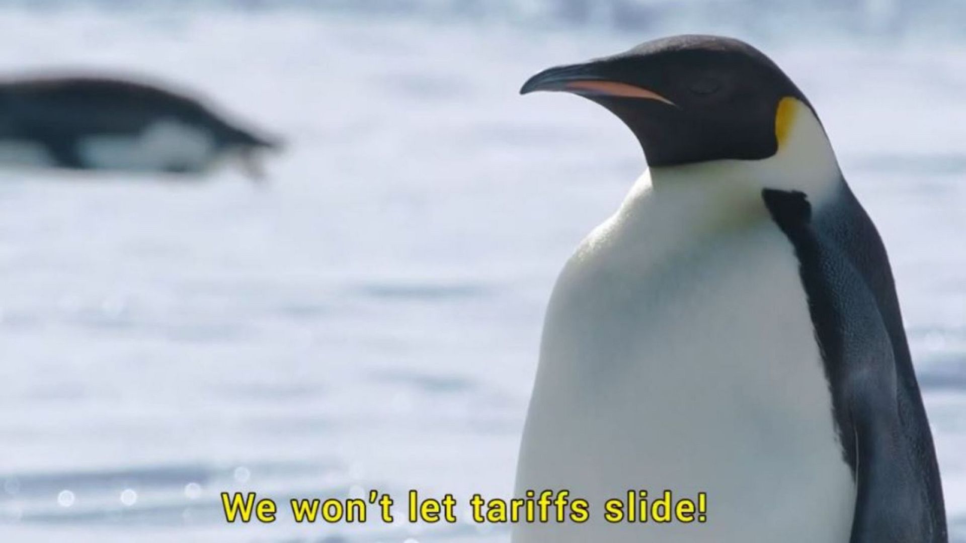 Penguin ‘protest march’ against Trump’s tariffs coming this week | Euronews