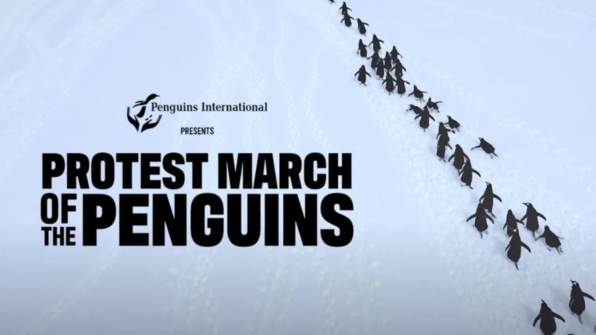 Penguin ‘protest march’ against Trump’s tariffs coming this week | Euronews
