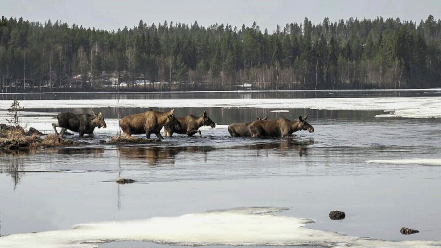 Milhões de pessoas estão a assistir em direto à migração dos alces na ...