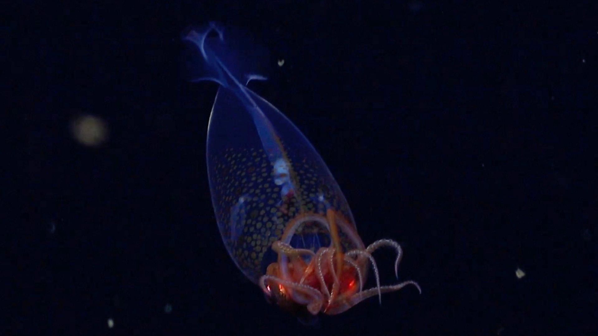 Worlds Most Elusive Squid Scientists Just Filmed Colossal Squid Alive For The First Time