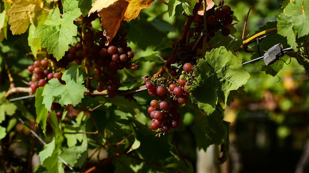 Clean energy from rain? Scientists generate electricity from falling ...