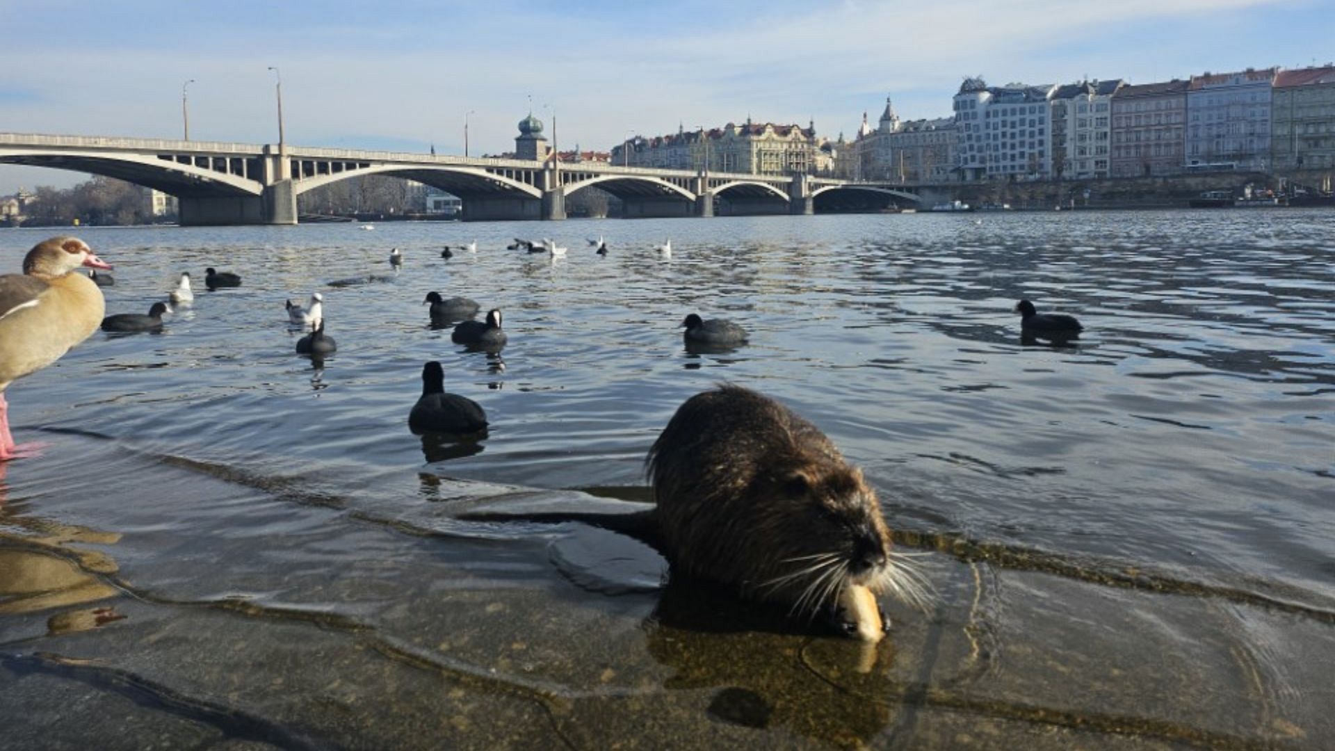 72 ore a Praga senza alcol: tra nutrie, arte e cucina stellata nella ...
