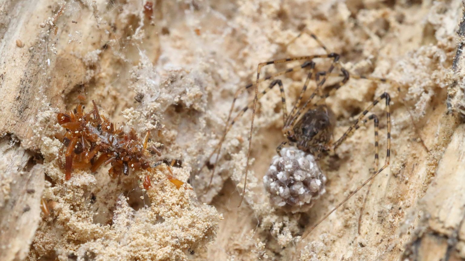 This ‘bone collector’ caterpillar eats trapped insects and wears their body parts | Euronews