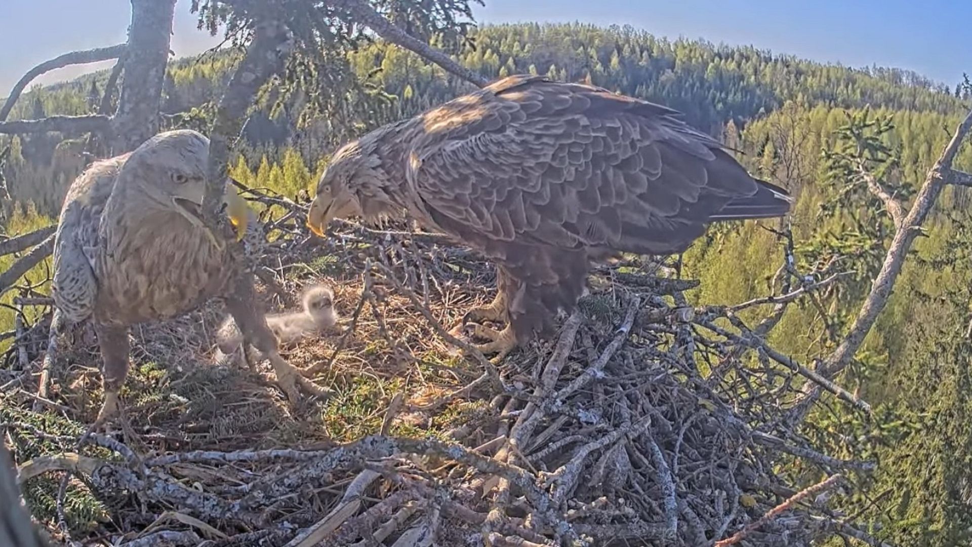 Wildlife TV is taking off in Europe. These are the most captivating ...