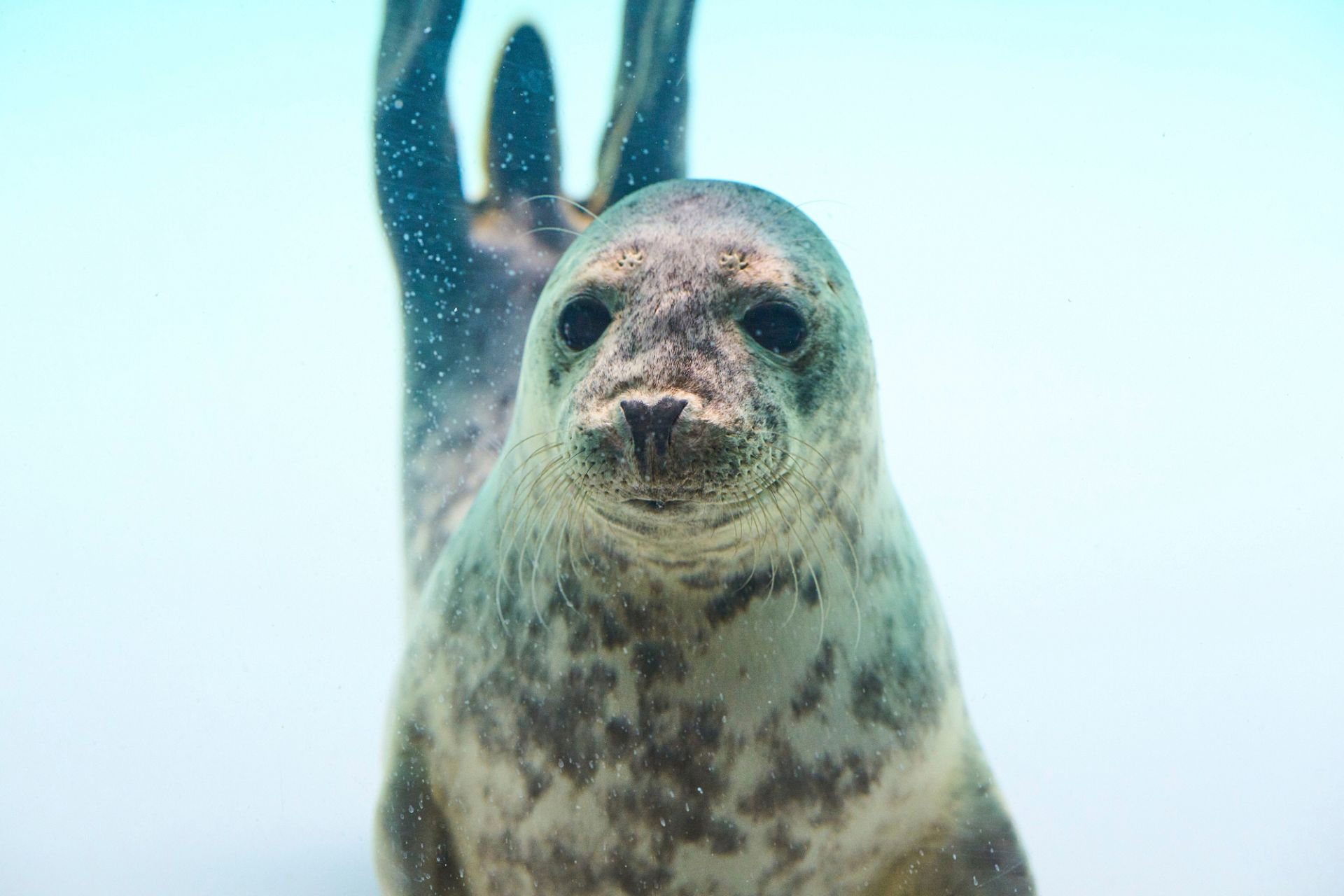 Inside the new seal rescue centre caring for injured pups in the ...
