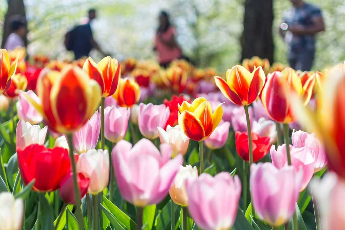 Healing petals: Why spring flower season in Europe is the natural ...