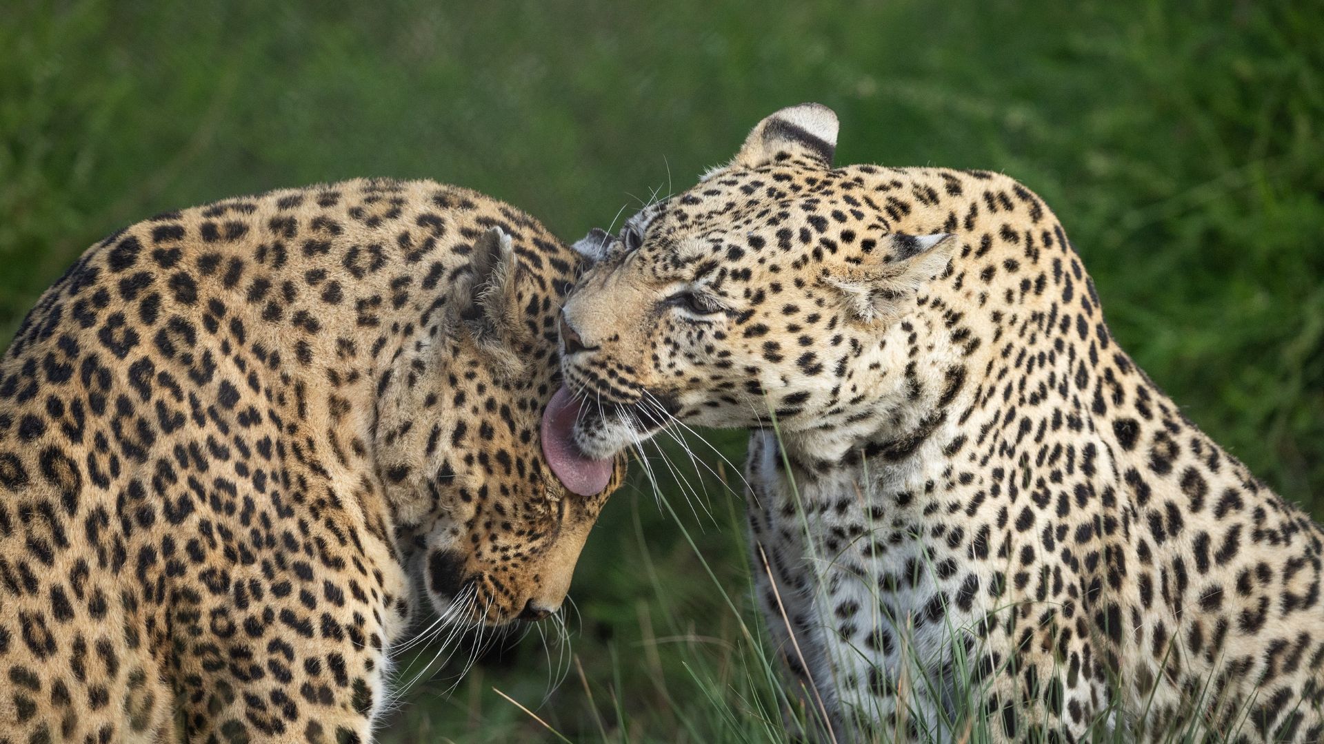 ‘Turned into mere commodities’: Inside South Africa’s illegal leopard trade | Euronews