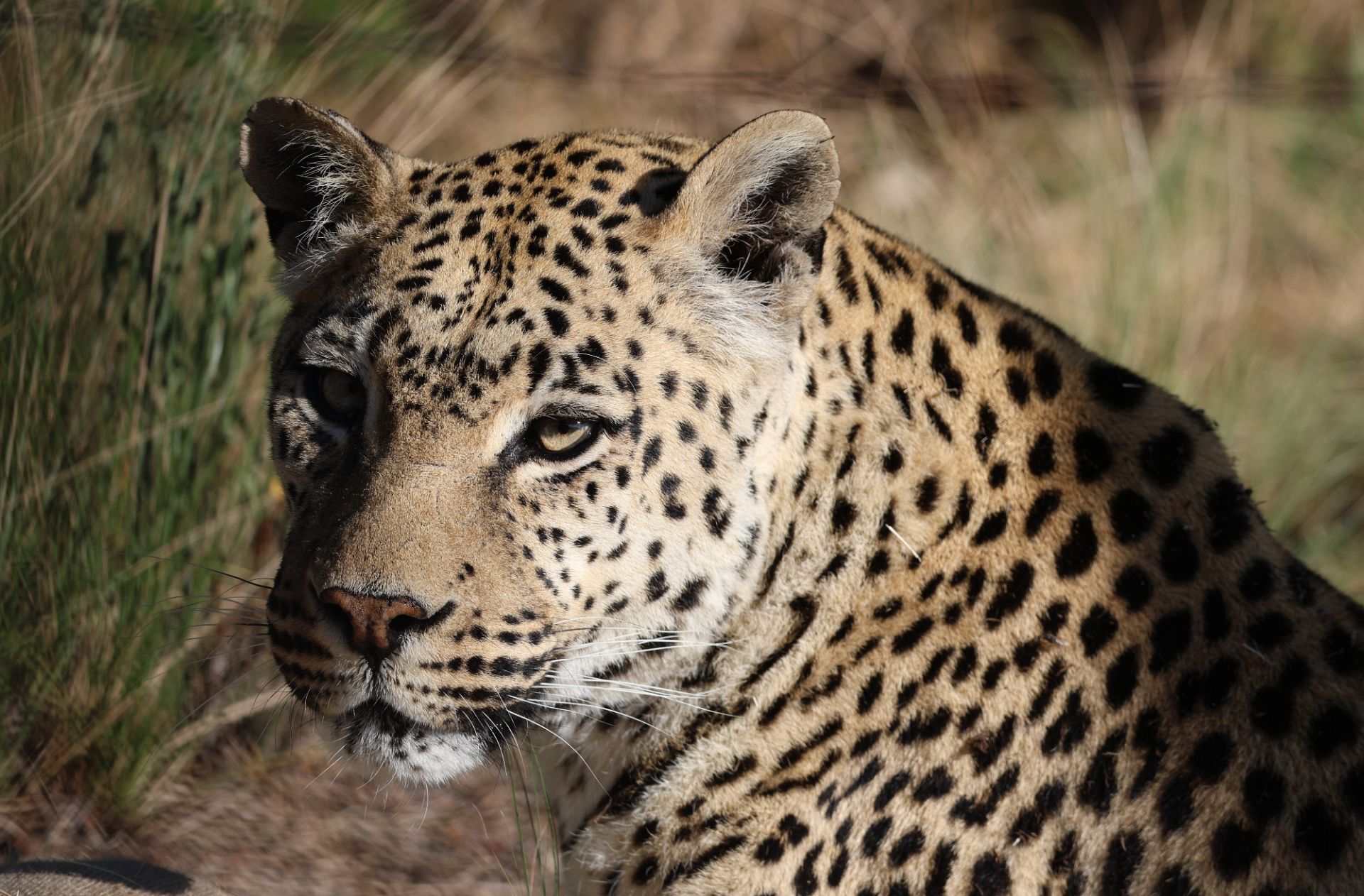 ‘Turned into mere commodities’: Inside South Africa’s illegal leopard trade | Euronews