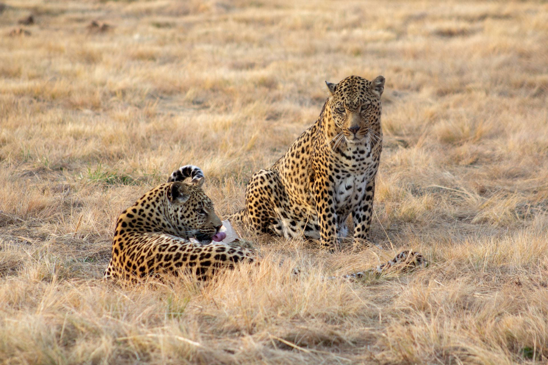 ‘Turned into mere commodities’: Inside South Africa’s illegal leopard trade | Euronews