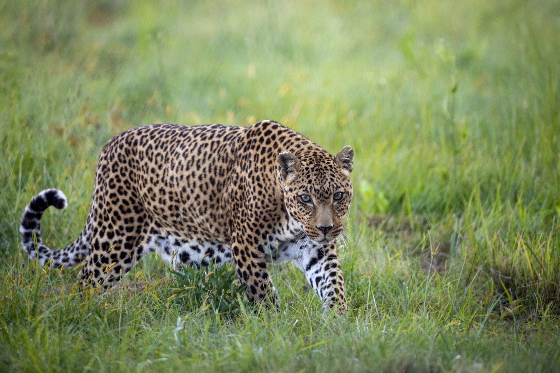 ‘Turned into mere commodities’: Inside South Africa’s illegal leopard trade | Euronews