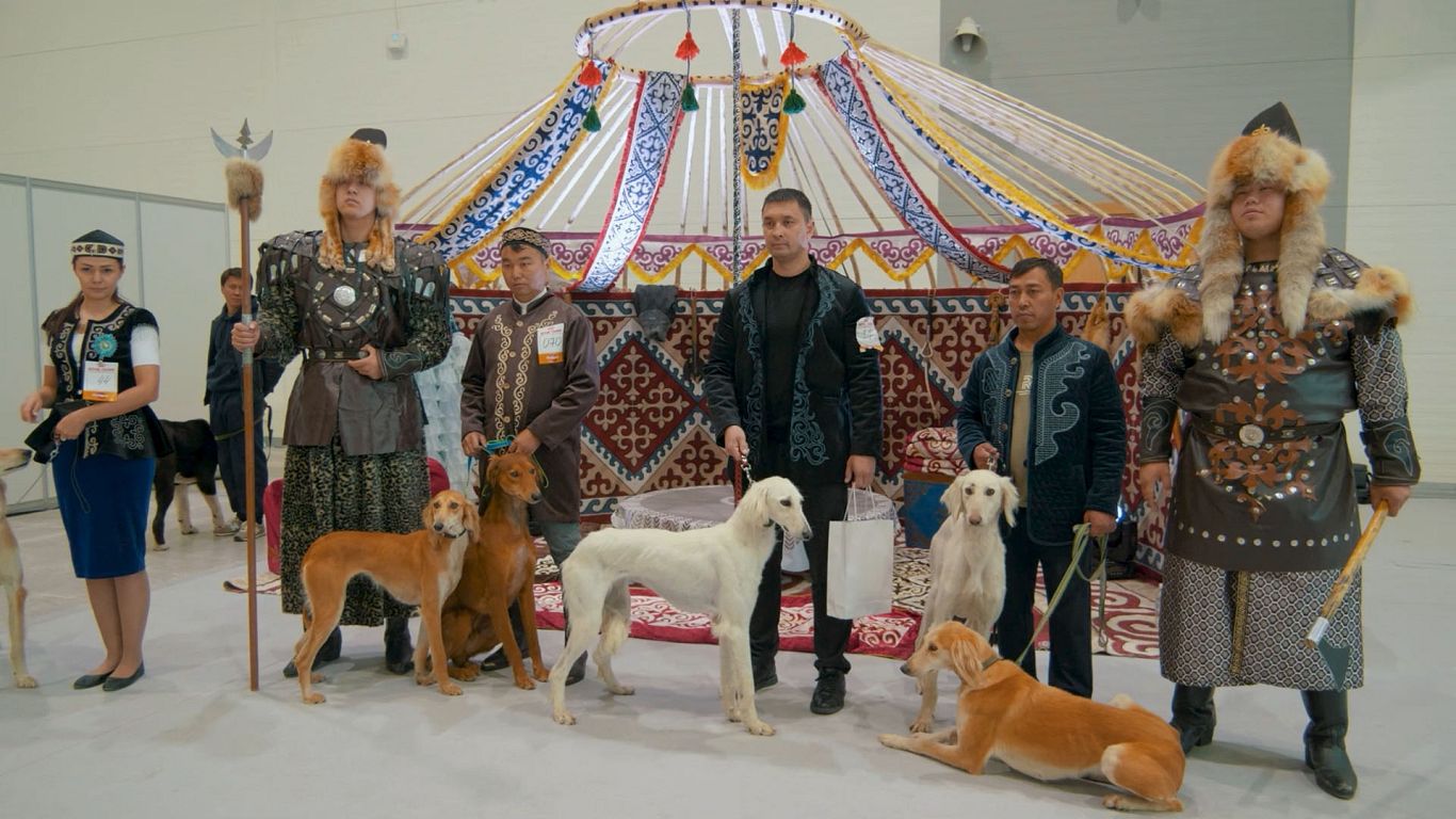 Video. How the Kazakh Tazy sighthound became a national icon | Euronews