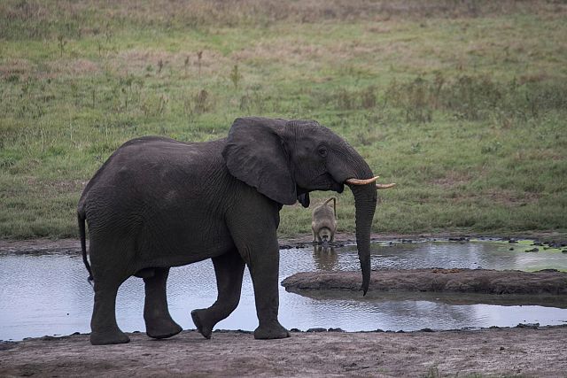 Conflict between humans and Zimbabwe's 100,000 elephants is growing ...