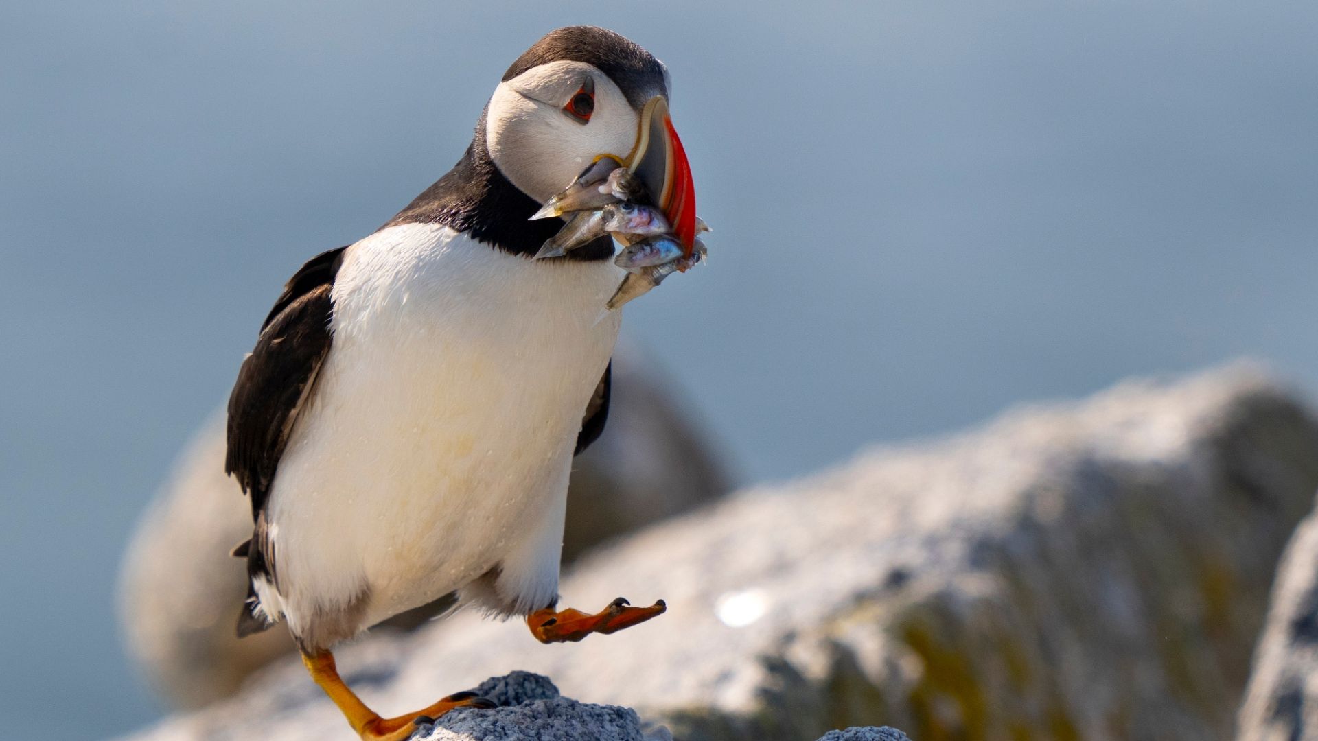 Video. Puffin count begins as Farne Islands celebrate 100 years of ...