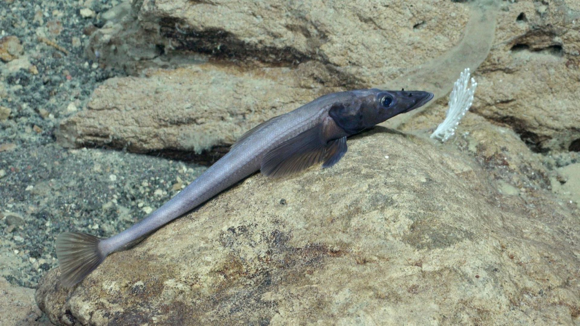 Jardines de coral y chimeneas volcánicas: descubra lo que los ...