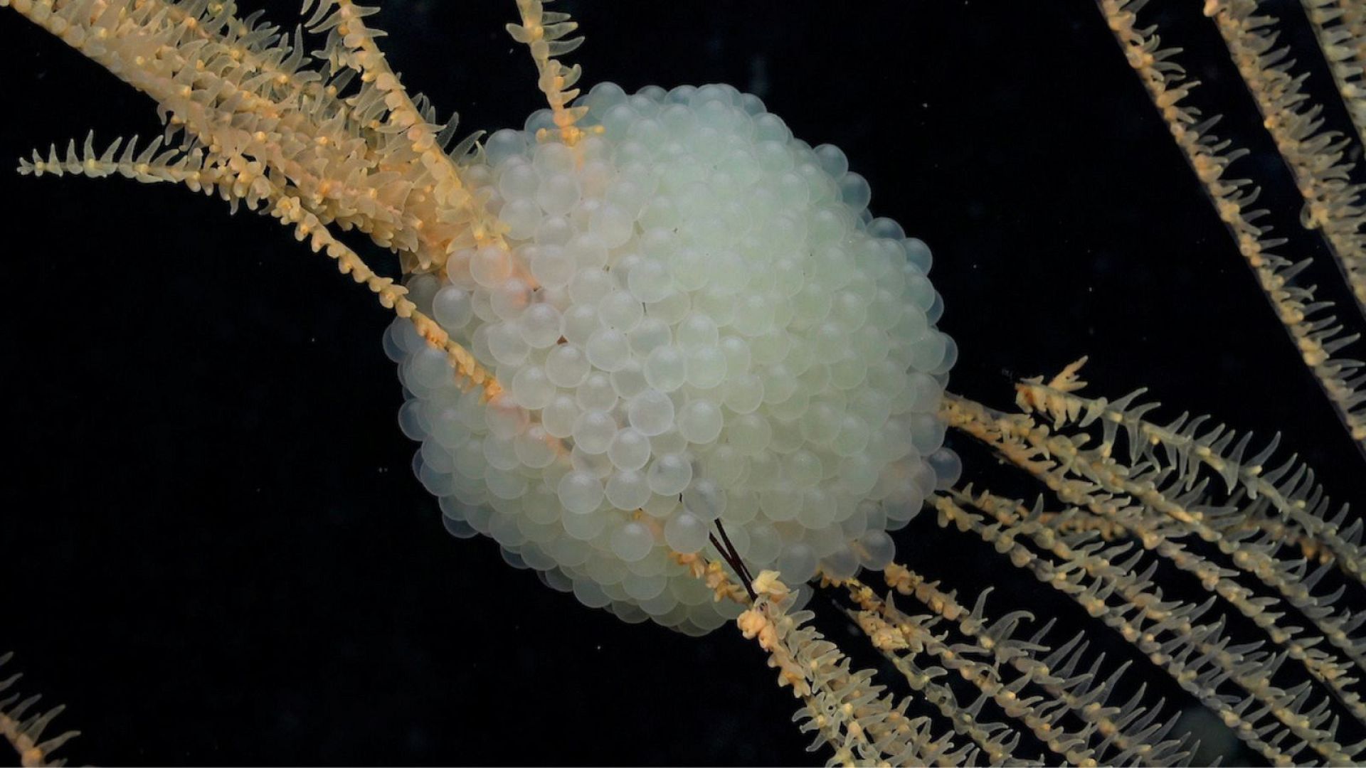 Jardines de coral y chimeneas volcánicas: descubra lo que los ...