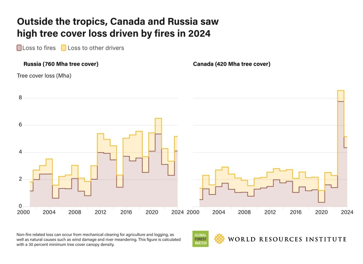 World lost a record-shattering amount of forest in 2024, fuelled by ...