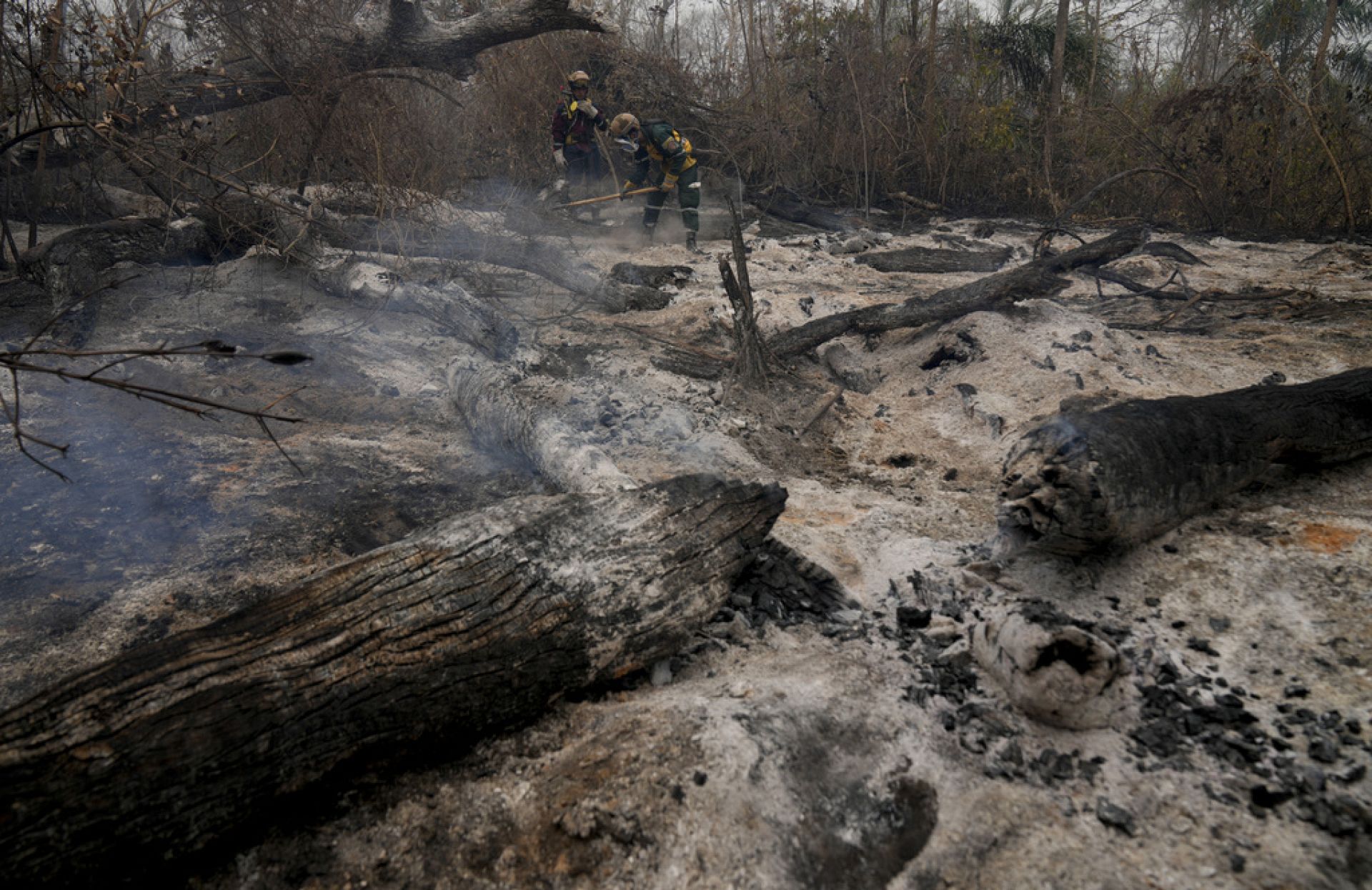 World lost a record-shattering amount of forest in 2024, fuelled by ...