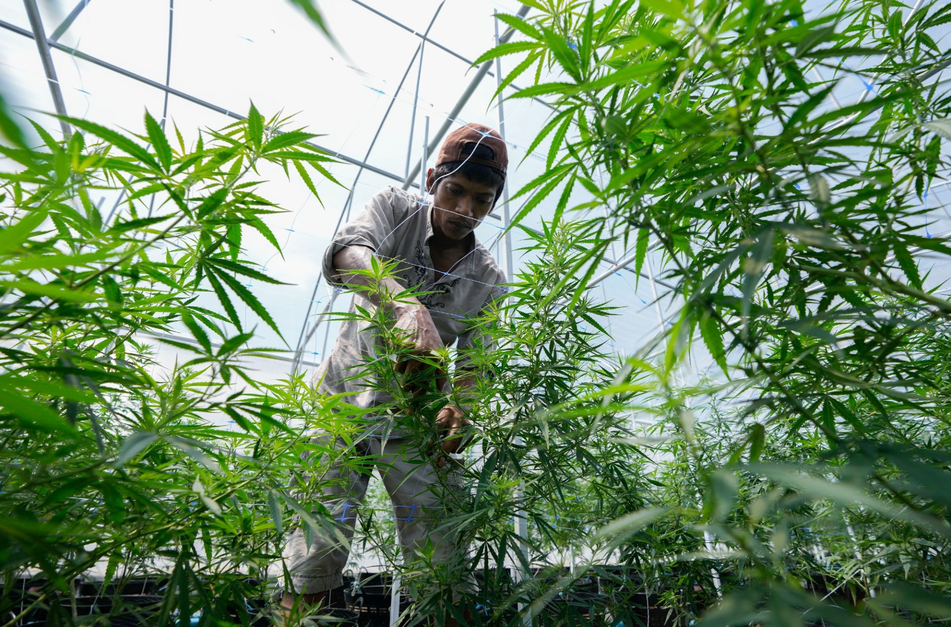Thailand vows tighter controls of cannabis as smuggling cases among ...