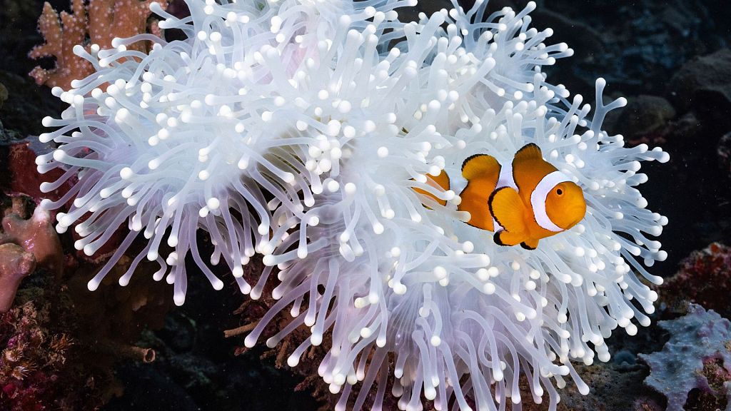 UK seas are unusually hot – and scientists say the heatwave could just ...