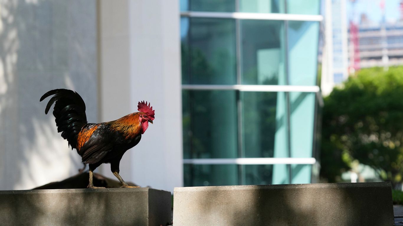 Video. Roaming roosters claim the streets of Miami | Euronews