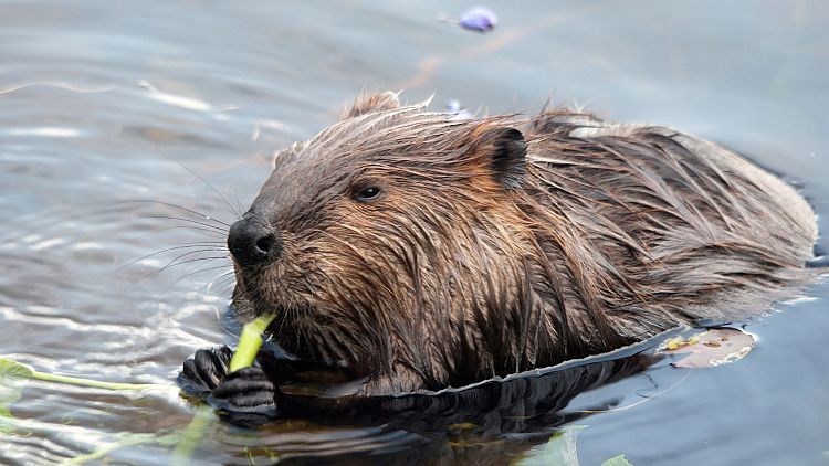 From London’s beavers to leopard frogs in Las Vegas, here’s why we need to rewild our cities ...