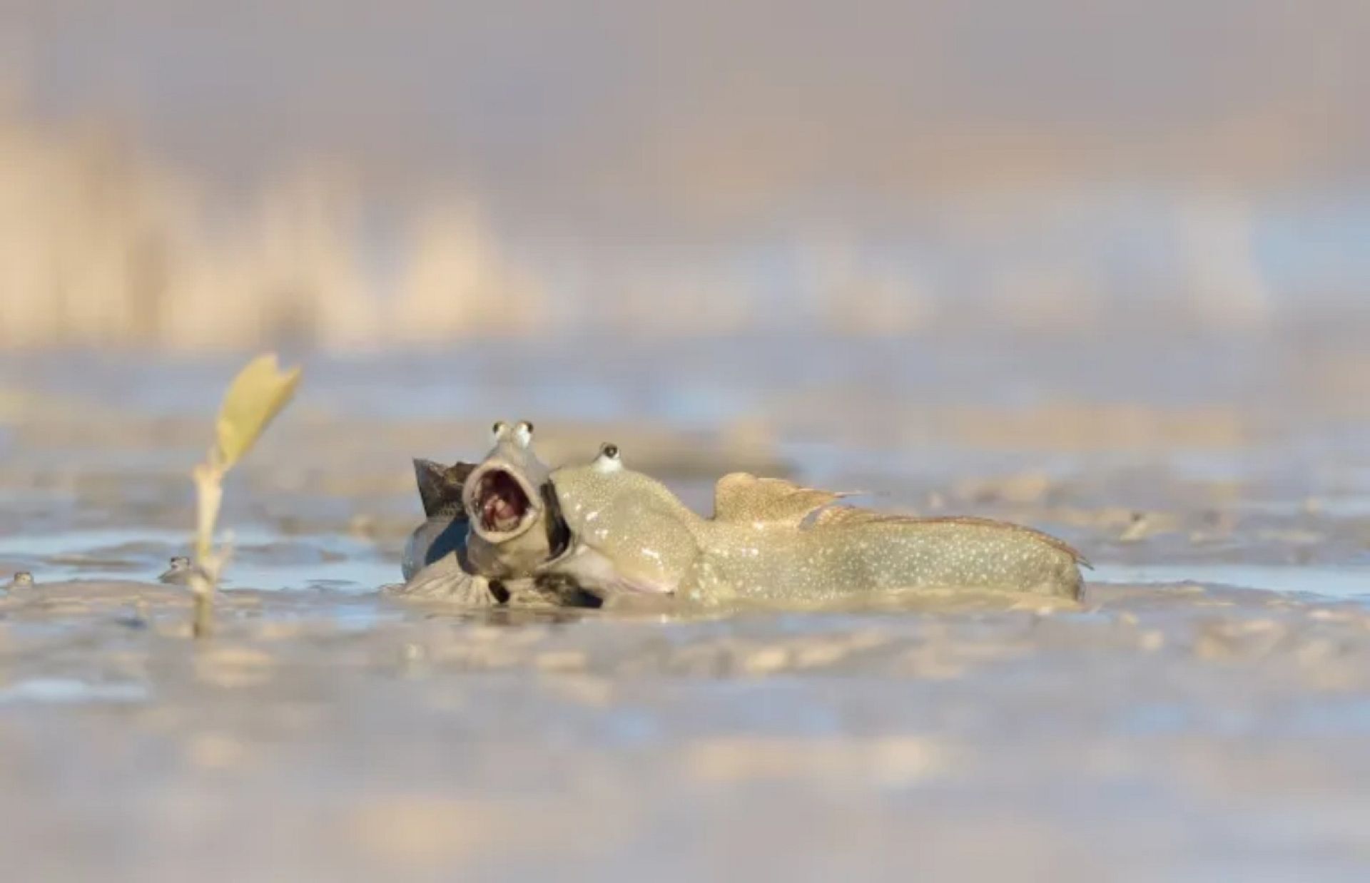 Découvrez les photos les plus drôles des 2025 Nikon Comedy Wildlife ...