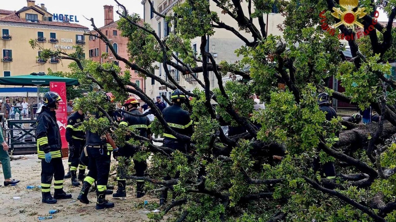 Multiple people injured after 50-year-old oak collapses in Venice ...