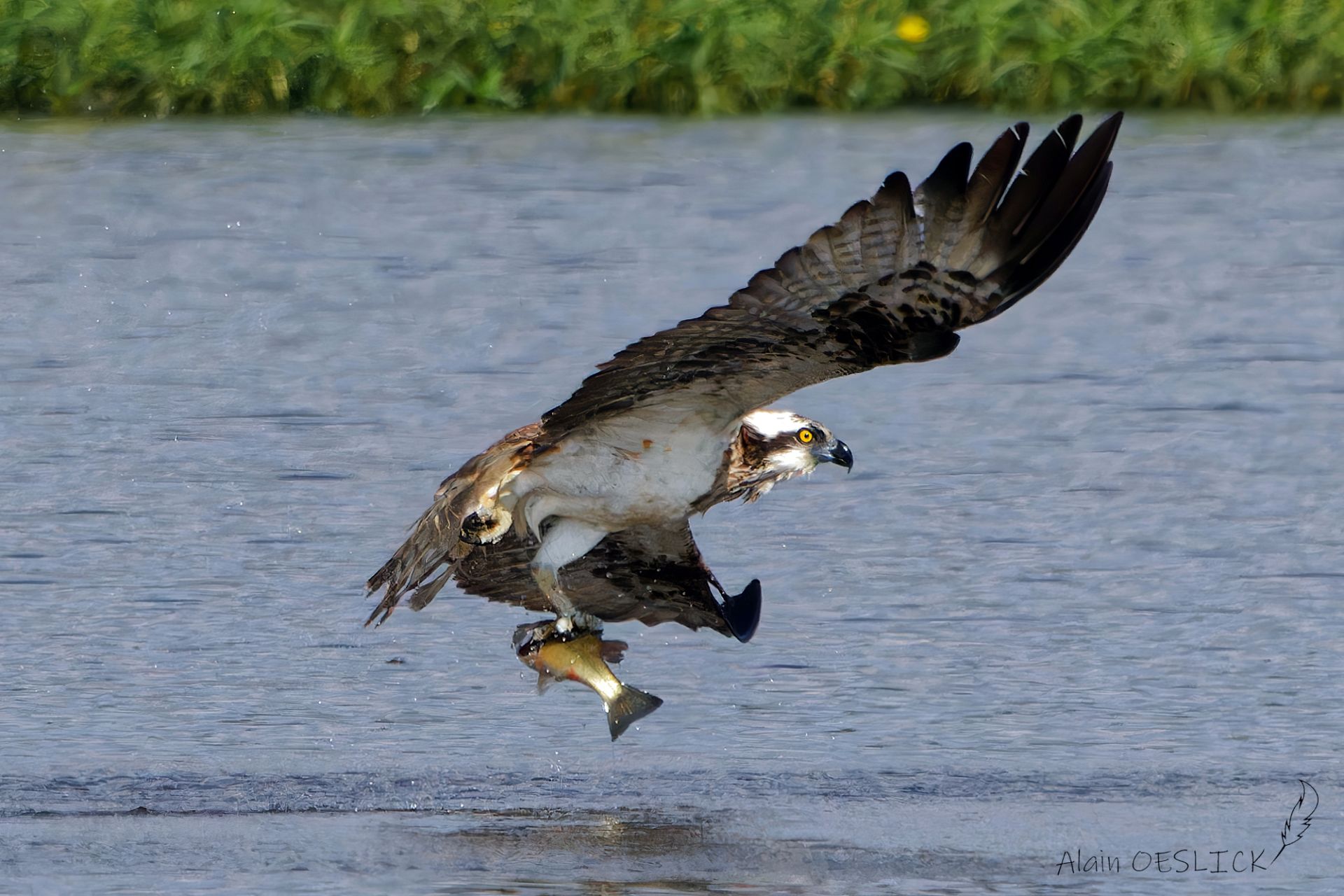 Marais d'Orx: a wetland with a rich history, diverse nature and birds ...