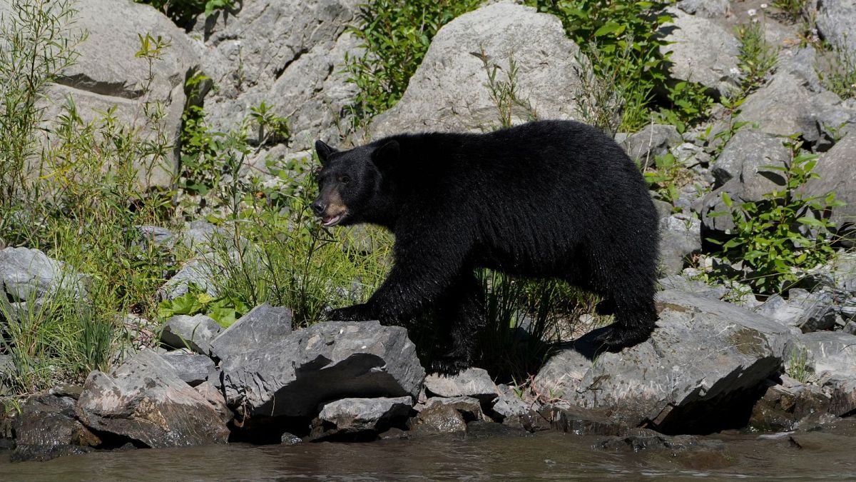 Yurok tribe reclaims ancestral territory in California's largest ever ...