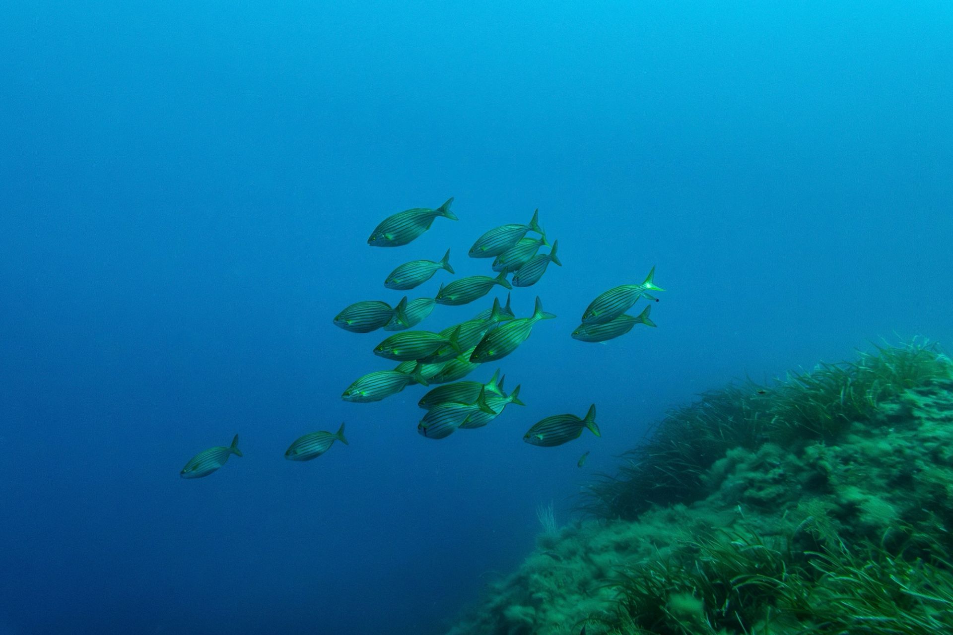 World lagging behind on goal to protect 30% of ocean by 2030: Here’s ...