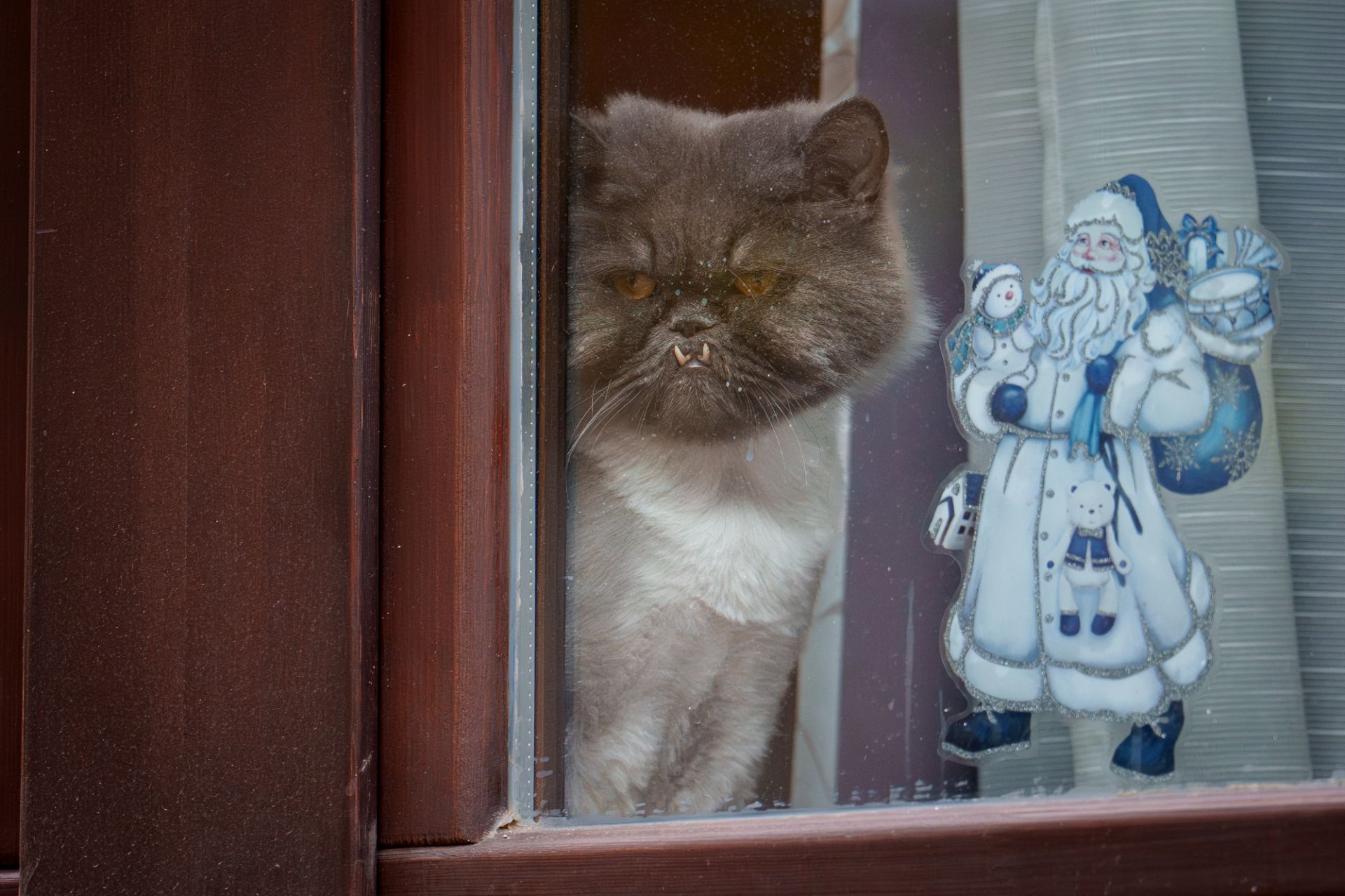 Il Parlamento europeo vuole rendere obbligatorio il microchip per cani e gatti domestici nell'Ue ...