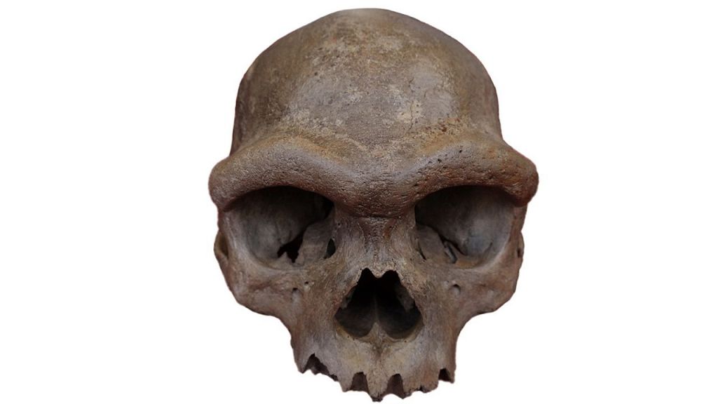 DNA analysis from 4,600-year-old skeleton uncovers hidden link between ...