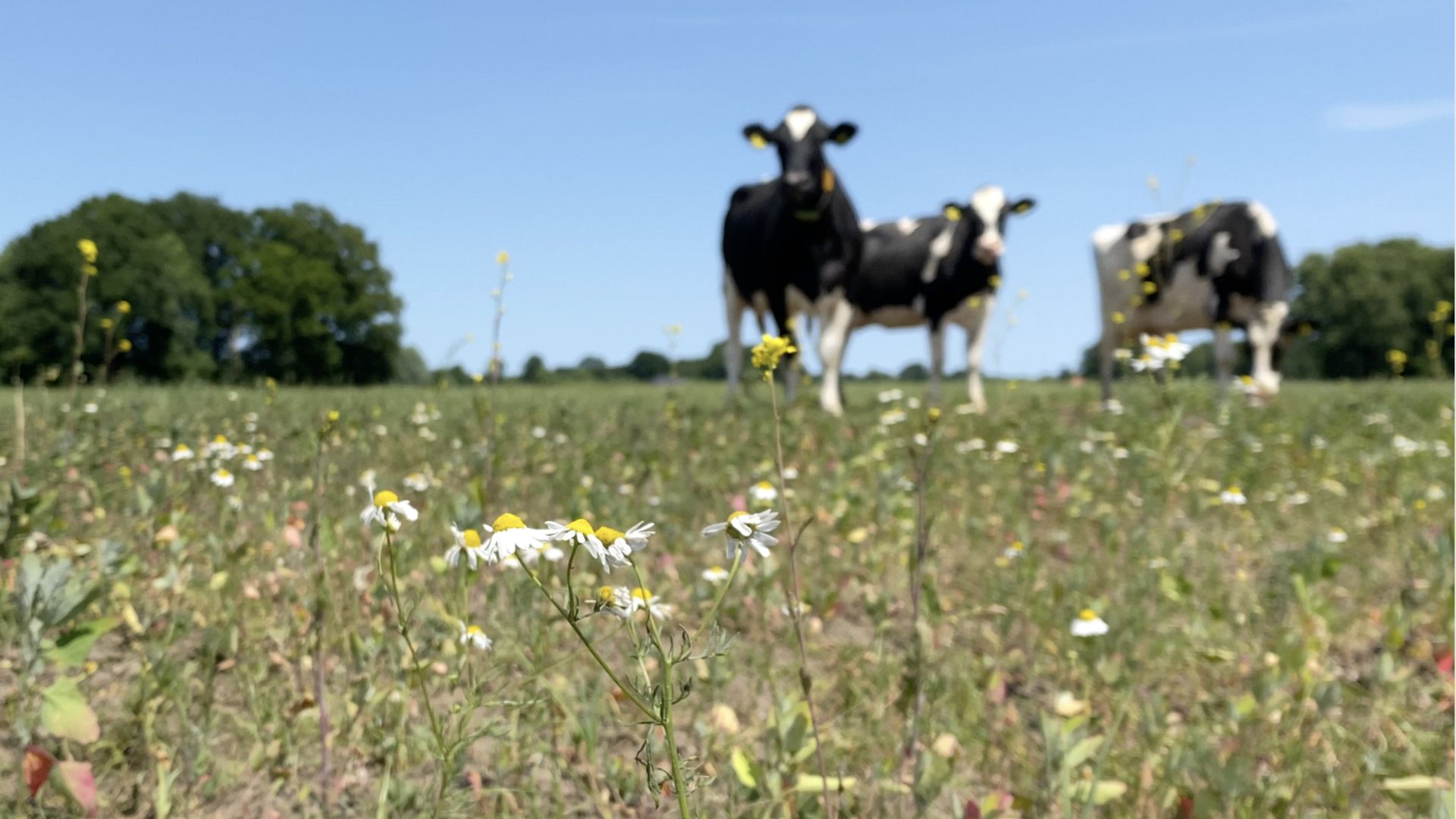 Too much manure, too little action: Dutch farming tests EU green goals ...