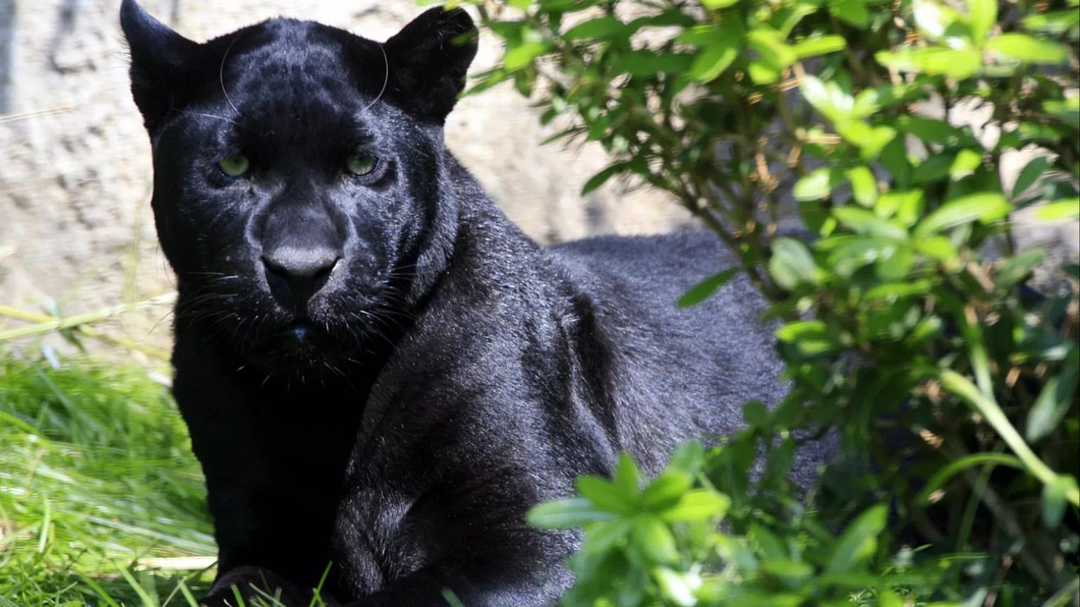 Bulgaria searches for elusive and dangerous black panther near Shumen ...