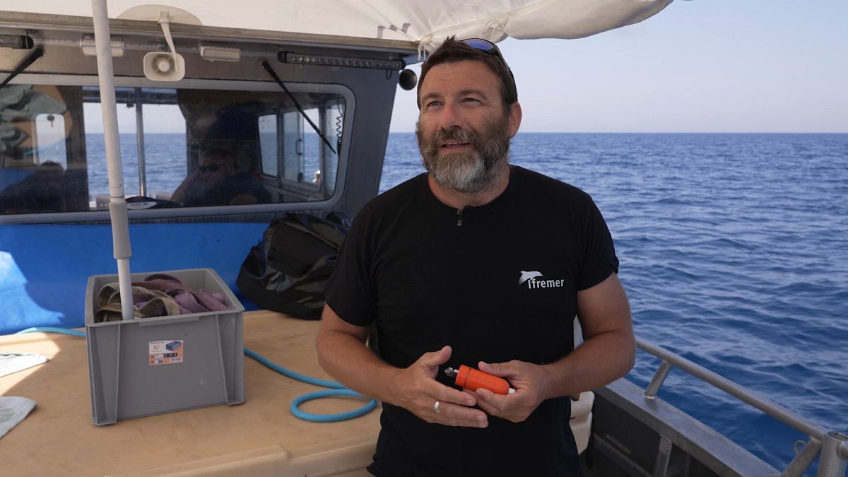 The science behind Europe's stunning bluefin tuna recovery | Euronews