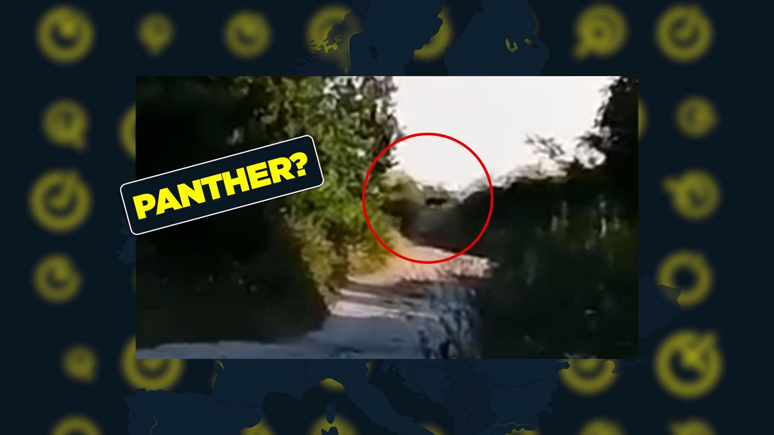 Fact-checking claims about the 'panther' on the loose in Bulgaria ...
