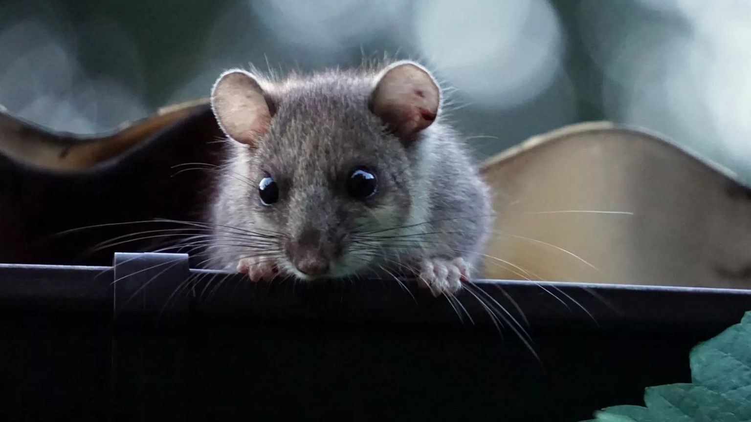 Dia do arganaz: é hoje que sabemos se o verão de 2025 vai ser quente ou ...