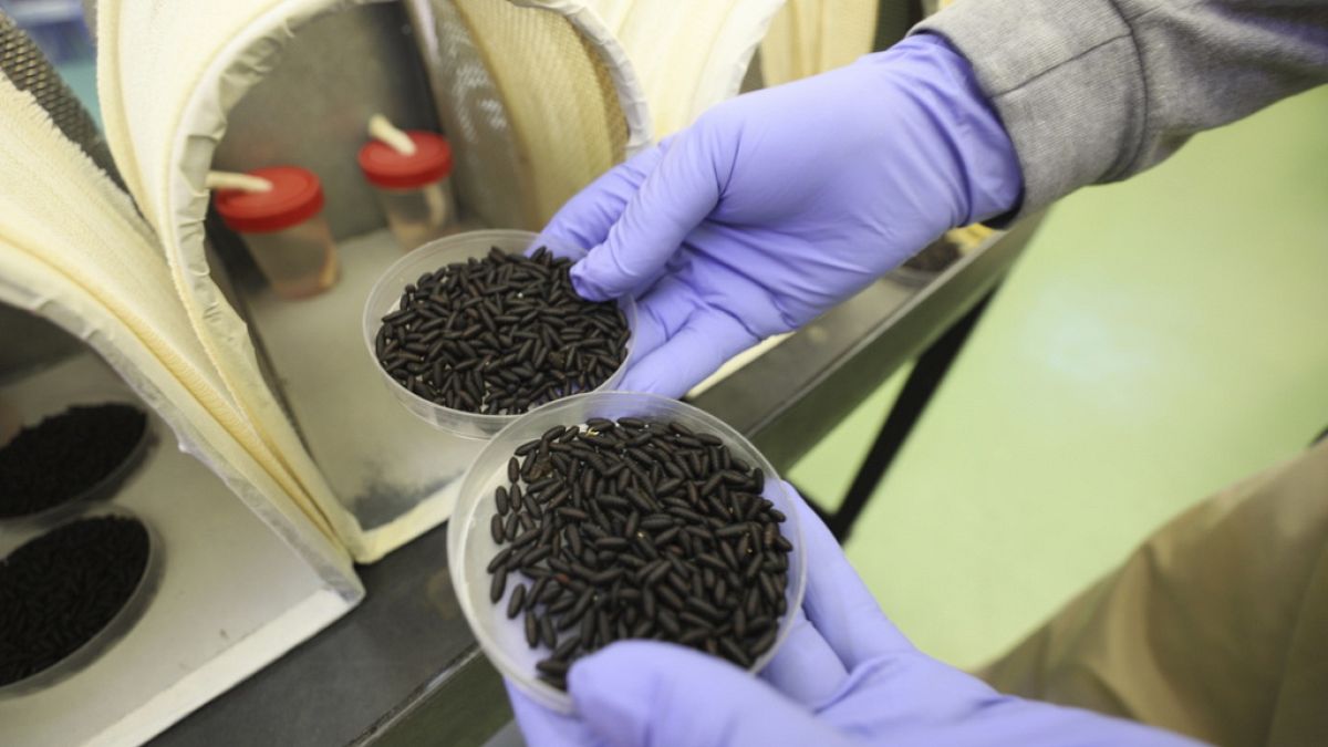 Mosca assassina: gli Stati Uniti allevano miliardi di esemplari sterili ...