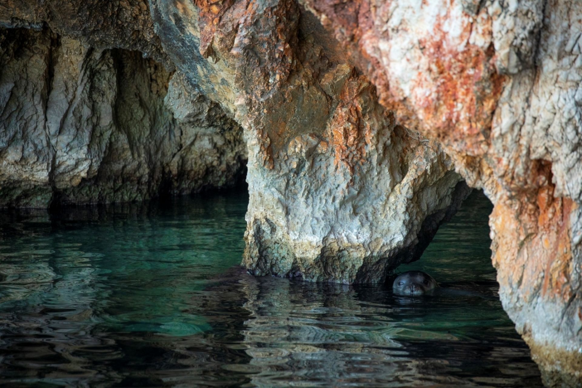 Meet the experts sailing to 26 Greek islands to protect endangered ...