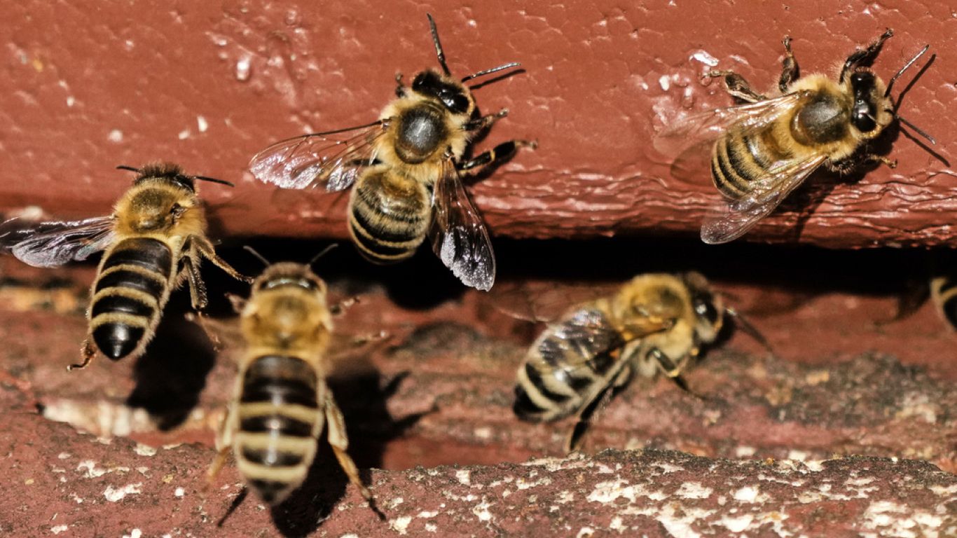 Three hospitalised after bees attack dozens of people in France | Euronews