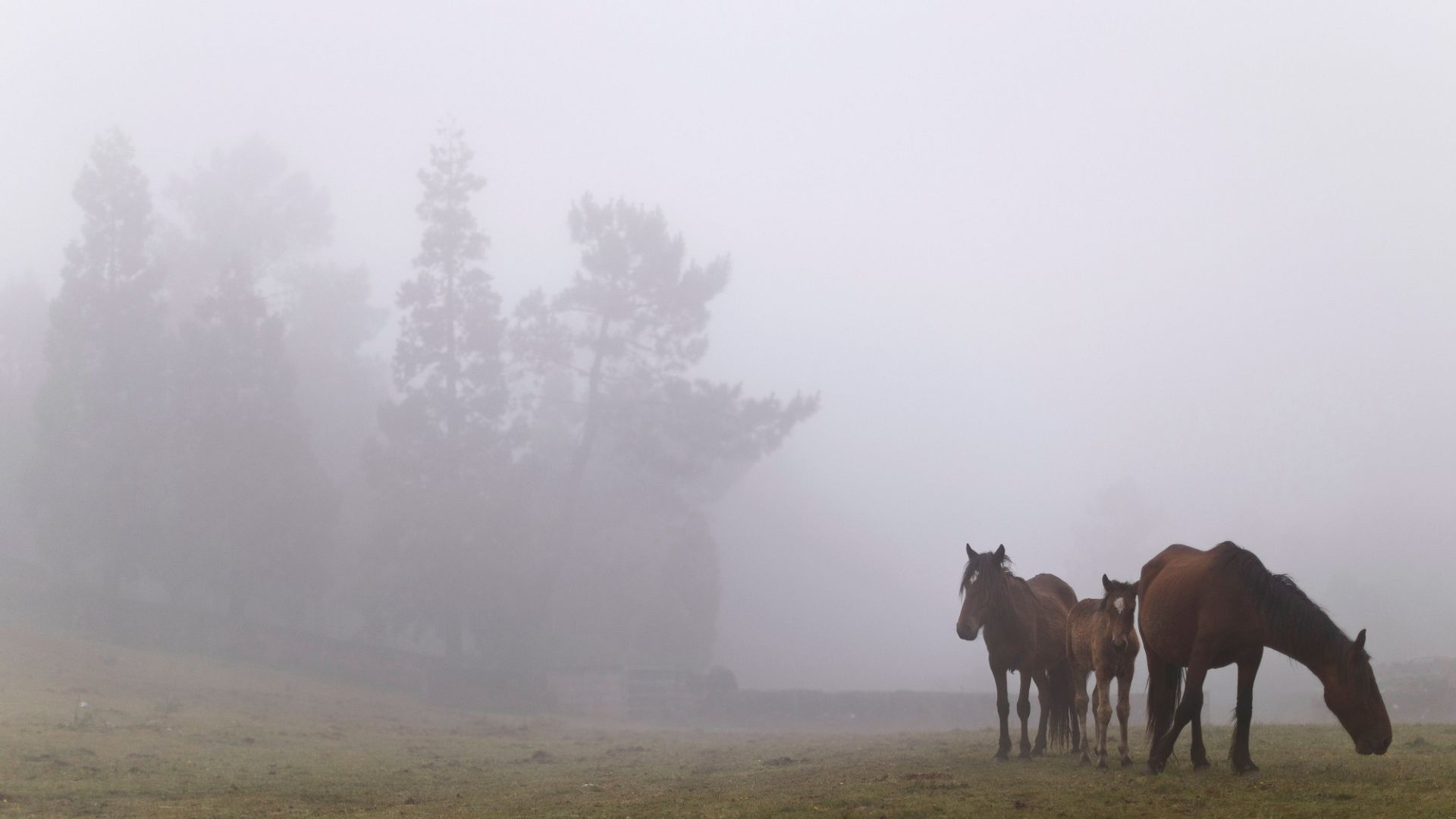 Vidéo. Les habitants luttent contre des chevaux sauvages lors du ...