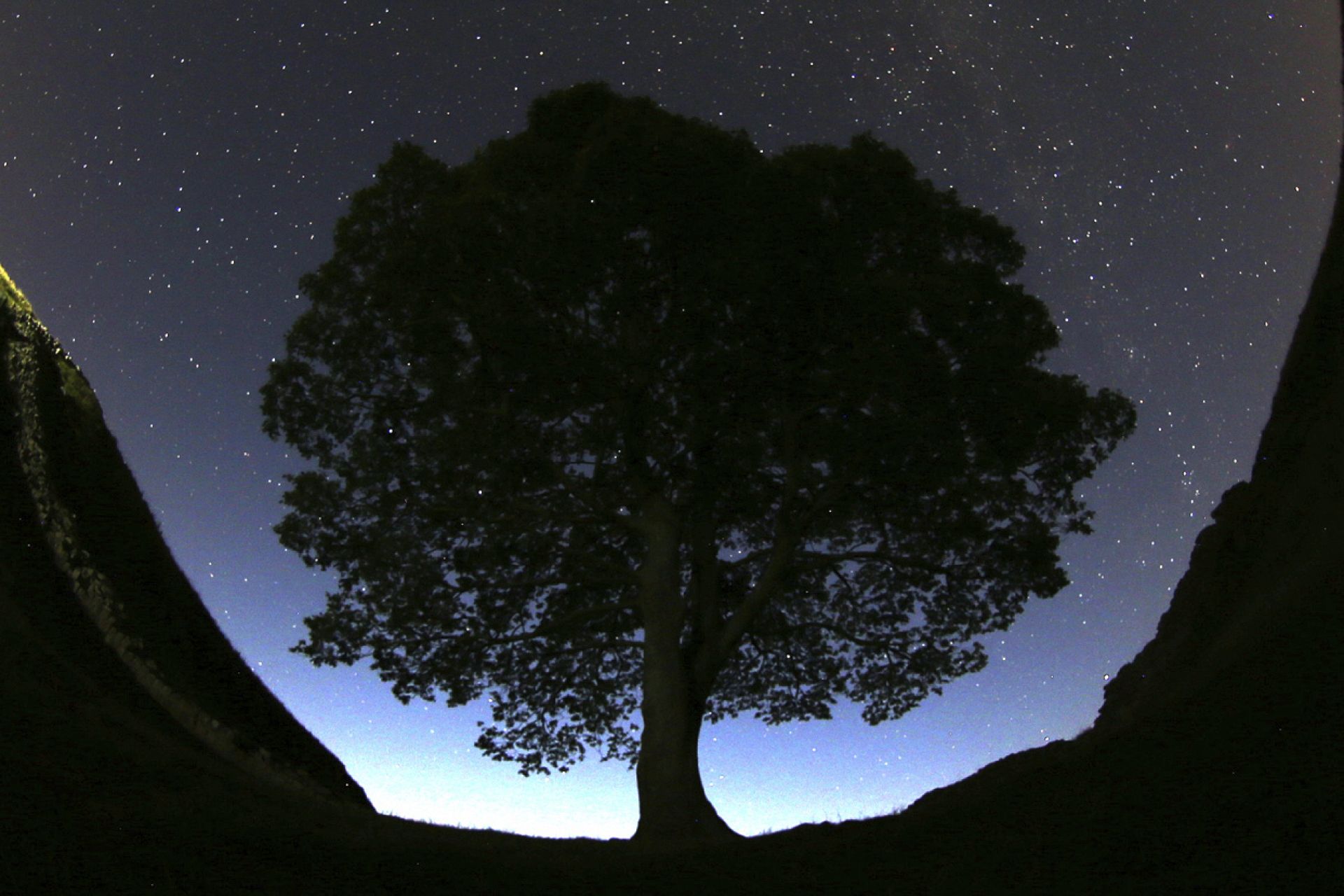 Two men who felled iconic Sycamore Gap tree on UK's Roman Wall jailed ...