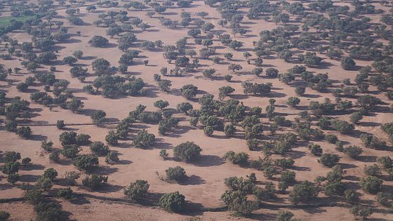 Morocco’s argan oil boom threatens forests and rural livelihoods ...