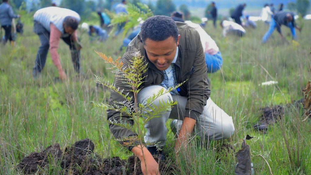 Ethiopia launches drive to plant 700 million trees in one day | Africanews