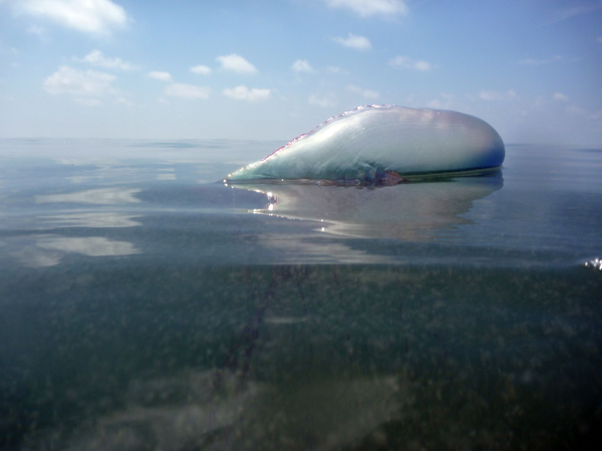 Several beaches in France close after sightings of venomous Portuguese ...