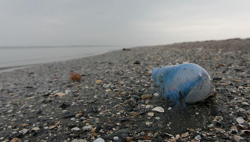 World’s most elusive squid? Scientists just filmed colossal squid alive ...
