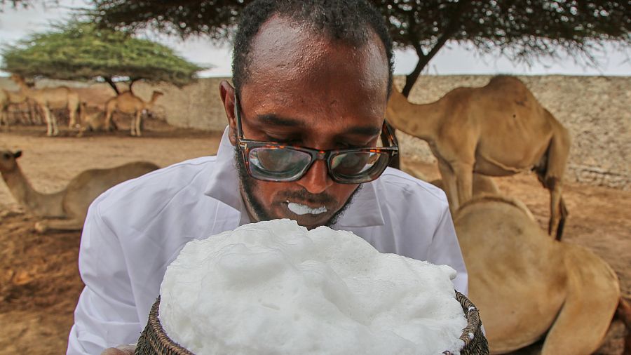 Le Beder Camel Farm en Somalie illustre la modernisation des pratiques ...
