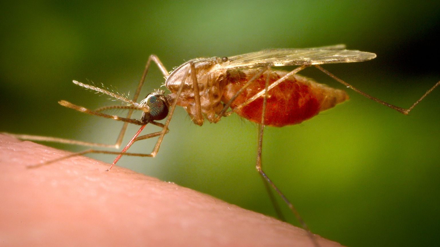China reports thousands of chikungunya cases amid outbreak of mosquito ...