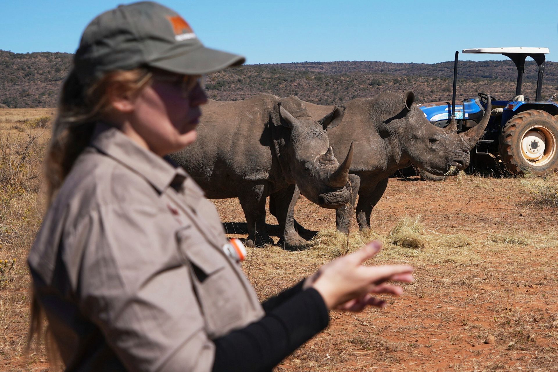 World's black rhino numbers have increased but there's bad news for ...