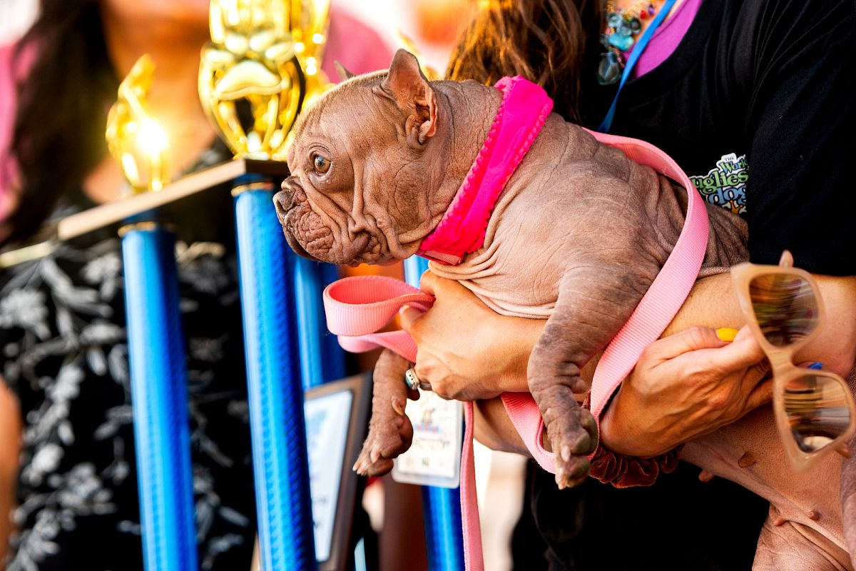 In Pictures: French bulldog mix Petunia wins World's Ugliest Dog ...
